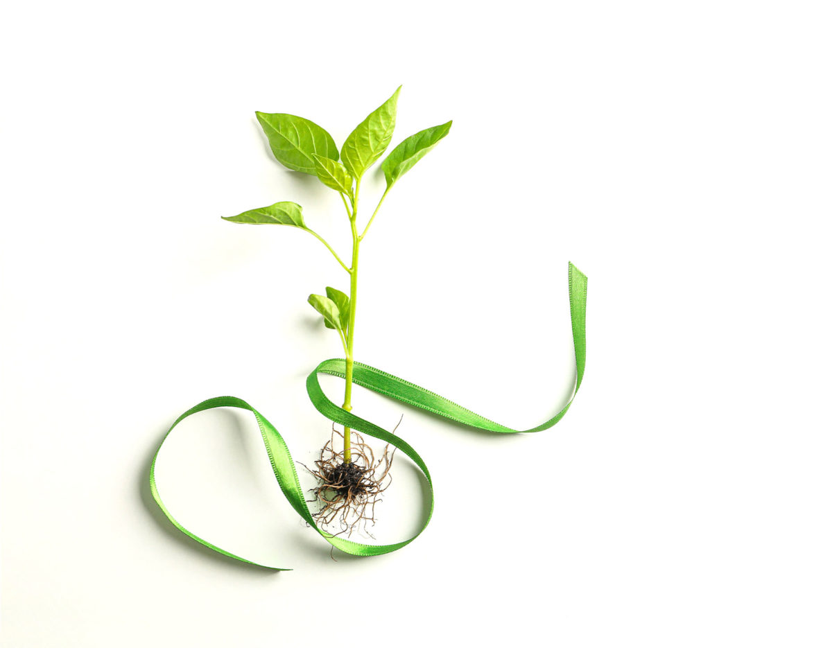 Plant Based Certification | Vegan Nutrition Certification | Global ...